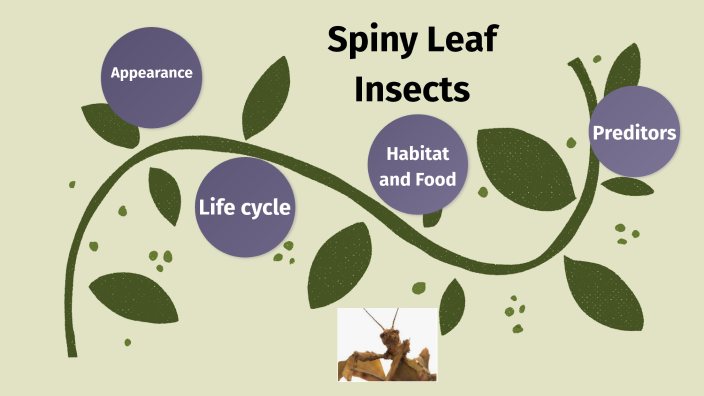 Spiny Leaf Insect Life Cycle - Infoupdate.org