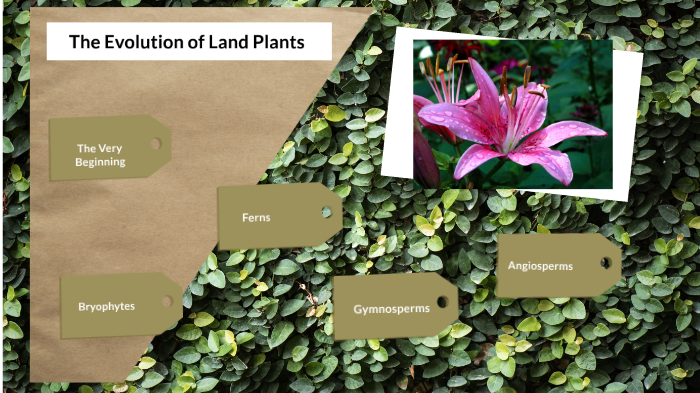 The Evolution of Land Plants by Erica Phillips on Prezi