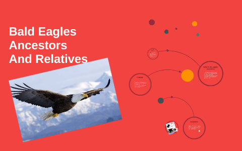 Bald Eagles Ancestors by griffin funk on Prezi