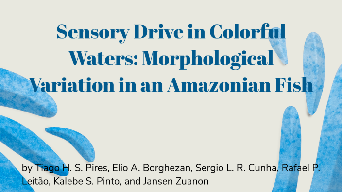Sensory Drive in Colorful Waters: Morphological Variation in an ...