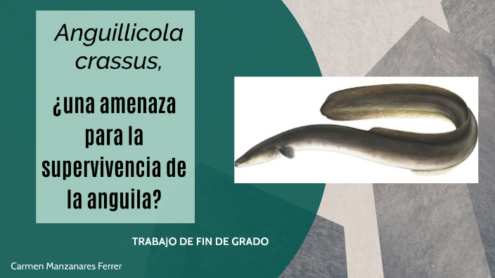 Anguillicola crassus, ¿Una amenaza para la supervivencia de la anguila ...
