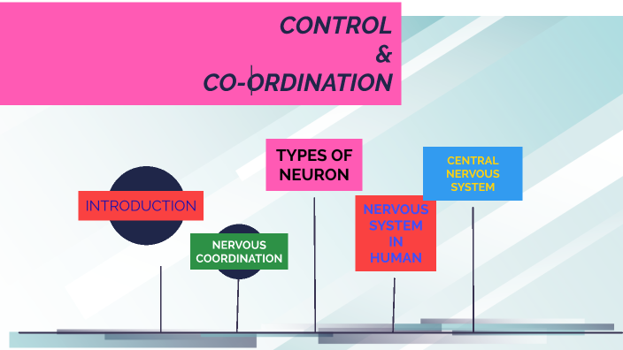 PPT ON CONTROL & CORDINATION by rebecca samuel on Prezi