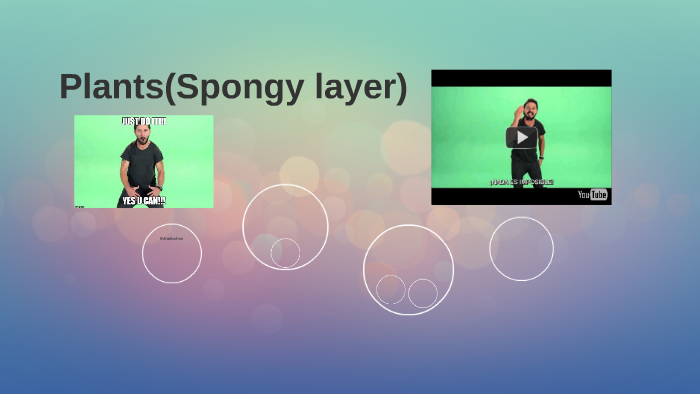 Plants(Spongy layer) by Darren Lim on Prezi