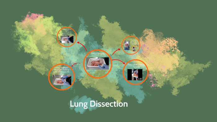 Lung Dissection by roberto giaever on Prezi