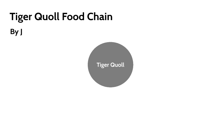 Tiger Quoll Food Chain by J Crockett on Prezi