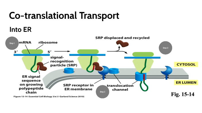 Co-translational transport by Rebecca Lucero on Prezi
