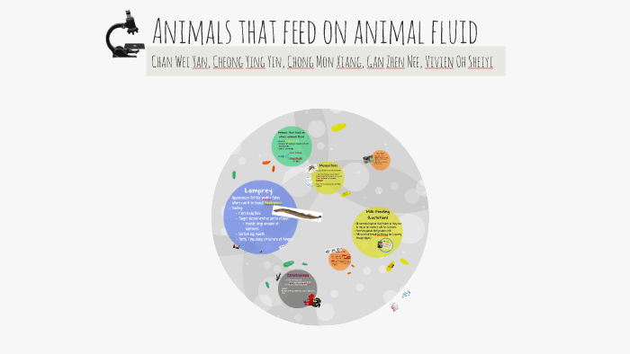 Animals that feed on animal fluid by Ying Yin Cheong on Prezi