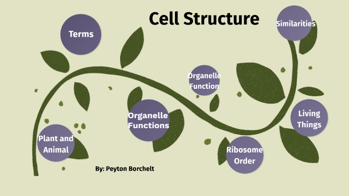 Cell Structure Study Guide by Peyton Borchelt on Prezi