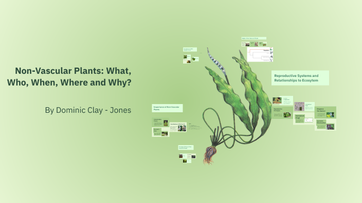 Understanding Non-Vascular Plants by Dominic Clay-Jones on Prezi
