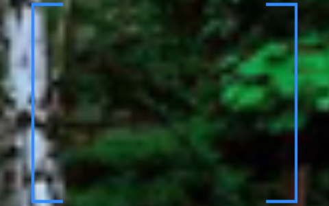 zamarria stallings decidous forest by Eryn Hill