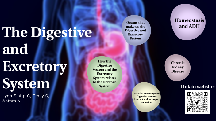 The digestive and excretory system by Antara Nayak on Prezi