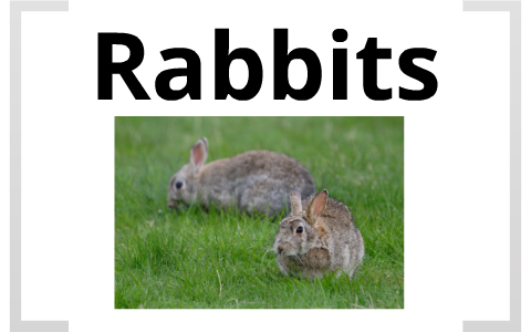 Rabbits by Elizabeth Rupp on Prezi