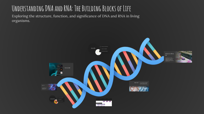 Understanding DNA and RNA: The Building Blocks of Life by Jim Jim on Prezi