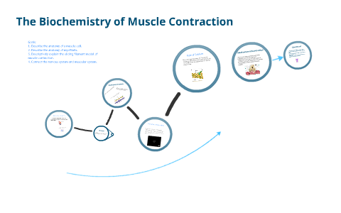 Biochemistry of Muscle Contraction by Michael Flores on Prezi