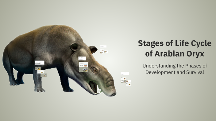 Stages of Life Cycle of Arabian Oryx by Sopanha Choeng on Prezi
