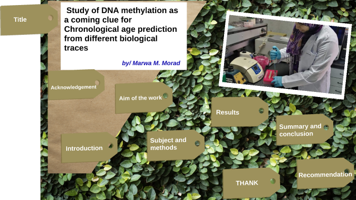 Study of DNA methylation as a coming clue for Chronological age ...