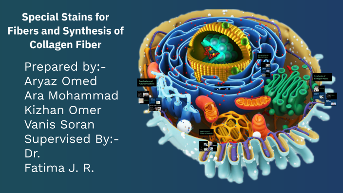 Special Stains for Fibers and Synthesis of Collagen Fiber by Aryaz Omed ...
