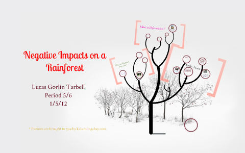 Negative Impacts on a Rainforest by Lucas Gorlin Tarbell on Prezi