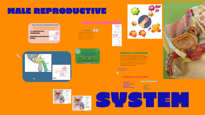 MALE REPRODUCTION SYSTEM by Ru Ventress on Prezi
