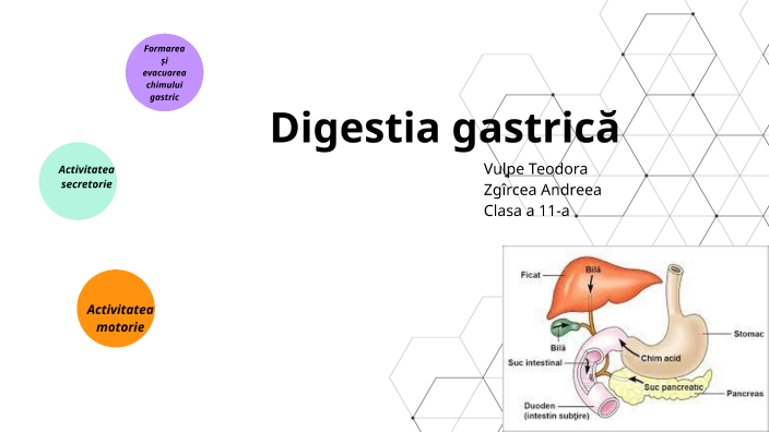 Digestia gastrică by Andi Zgîrcea on Prezi