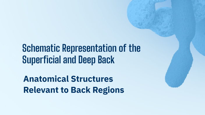 Schematic Representation of the Superficial and Deep Back by Cindy ...