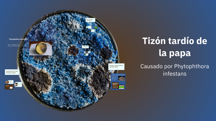 Tizón tardío de la papa by kevin Ulloa on Prezi