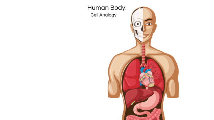 Cell Analogy: Human Body by Natasha Chang on Prezi