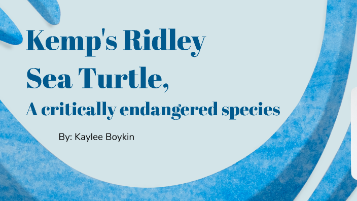 The Kemp's Ridley Sea Turtle by Kaylee Boykin on Prezi