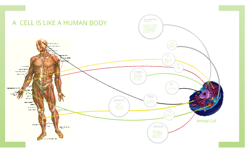 A Cell is Like A Human Body by Albert Ren on Prezi