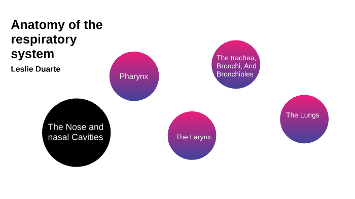 Anatomy of the respiratory system by Leslie Duarte on Prezi