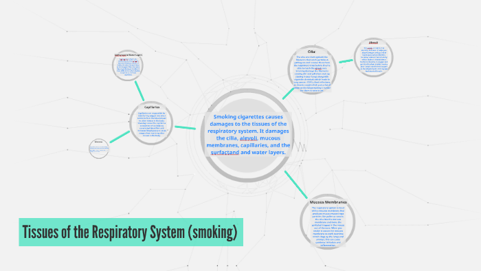Tissues of the Respiratory System (smoking) by Hannah Monday on Prezi
