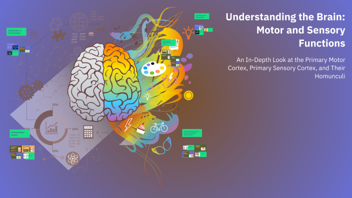 Understanding the Brain: Motor and Sensory Functions by Megan Garcia on ...