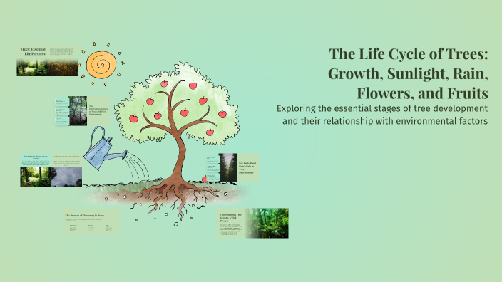 The Life Cycle of Trees: Growth, Sunlight, Rain, Flowers, and Fruits by ...