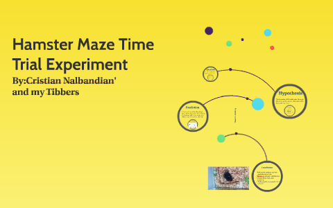 Hamster Maze Time Trial Experiment by cristian nalbandian on Prezi