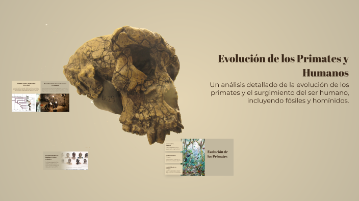 Evolución de los Primates y Humanos by Elizabeth Amaya on Prezi