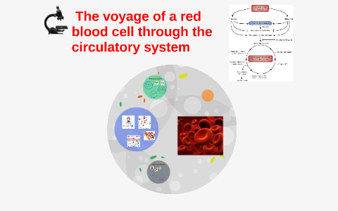 The voyage of a red blood cell through the circulatory syst by Carlie ...