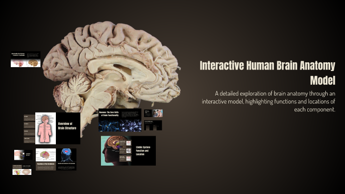 Interactive Human Brain Anatomy Model by Julia Brodowska on Prezi
