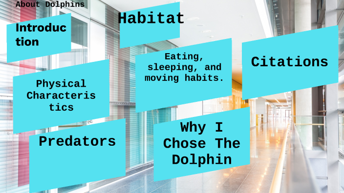 About dolfins by Nicholas Edie on Prezi