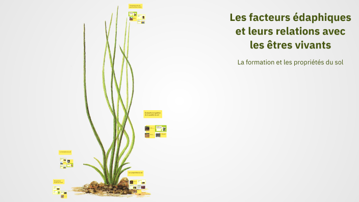 Les facteurs édaphiques et leurs relations avec les êtres vivants by ...