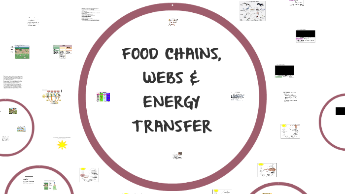 FOOD CHAINS, WEBS & ENERGY TRANSFER by Vince Best Antigua on Prezi