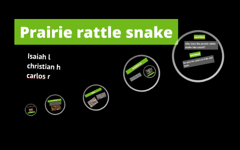 prairie rattles snake by Michi Tanimoto on Prezi