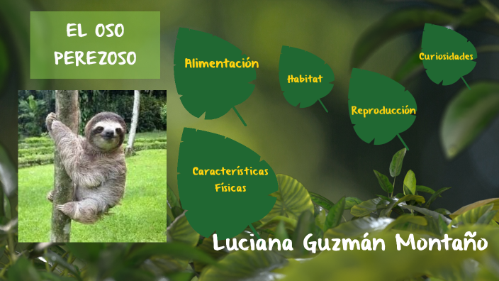 EL OSO PEREZOSO by Dakota Twin on Prezi