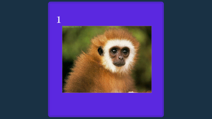 Periodic Table of Animals by Winter Magee on Prezi