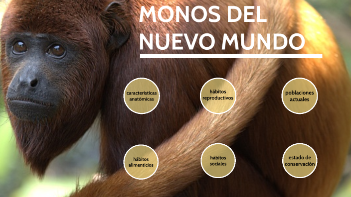 PRIMATES Monos del nuevo mundo by Santi Bravo on Prezi