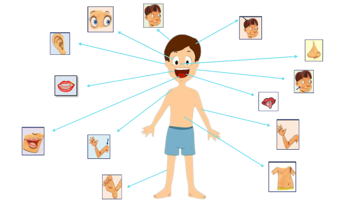 ANGGOTA BADAN by BM70621 Mawaddah Huda Binti Mohd Affan on Prezi