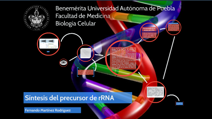 Síntesis del precursor de rRNA by Fernando M. Rodríguez on Prezi