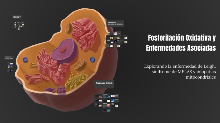 Fosforilación Oxidativa y Enfermedades Asociadas by Hellen Ivett Soto ...