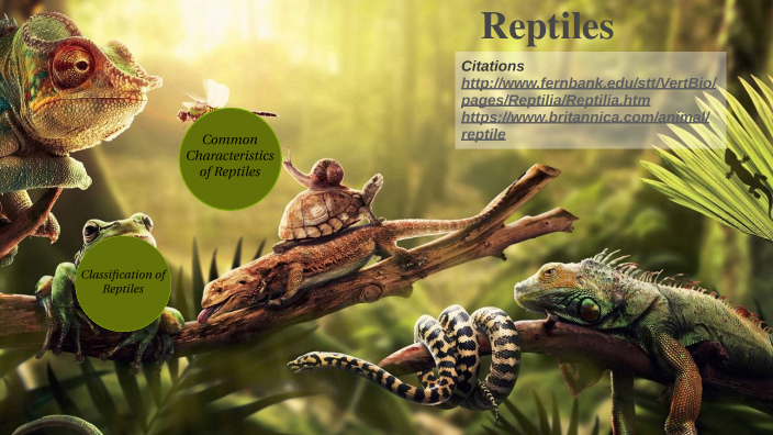 Reptiles Presentation by Roxanna Leonard on Prezi