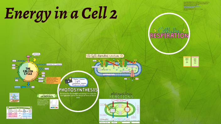 Energy in a Cell by Misty Roby on Prezi