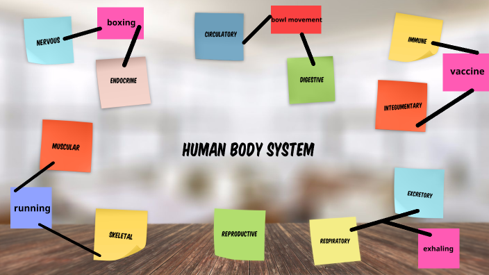 human body systems by Mason Booker on Prezi